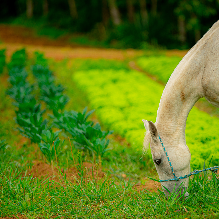 The Roça Park - Polo de Ecoturismo de São Paulo