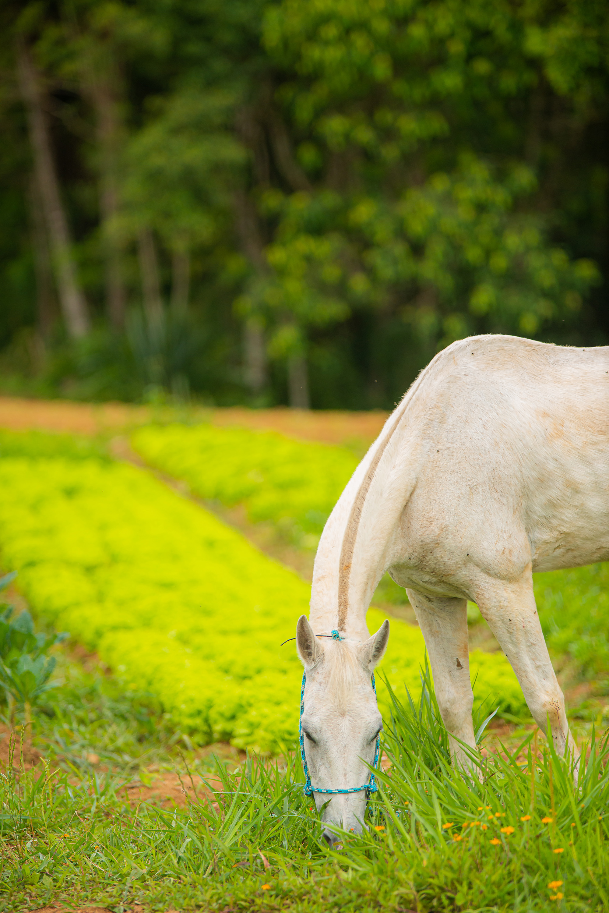 The Roça Park - Polo de Ecoturismo de São Paulo